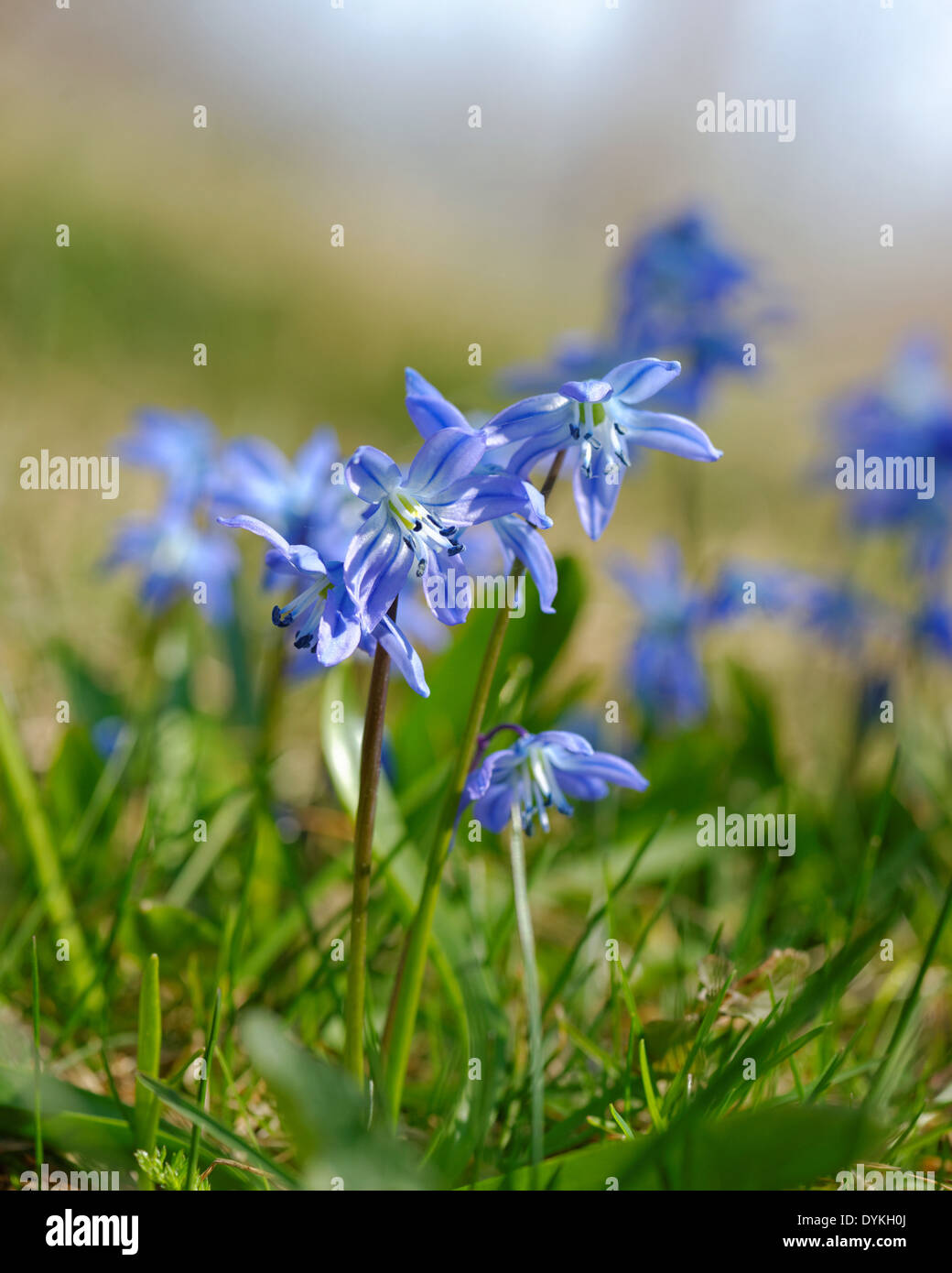Scilla hi-res stock photography and images - Alamy