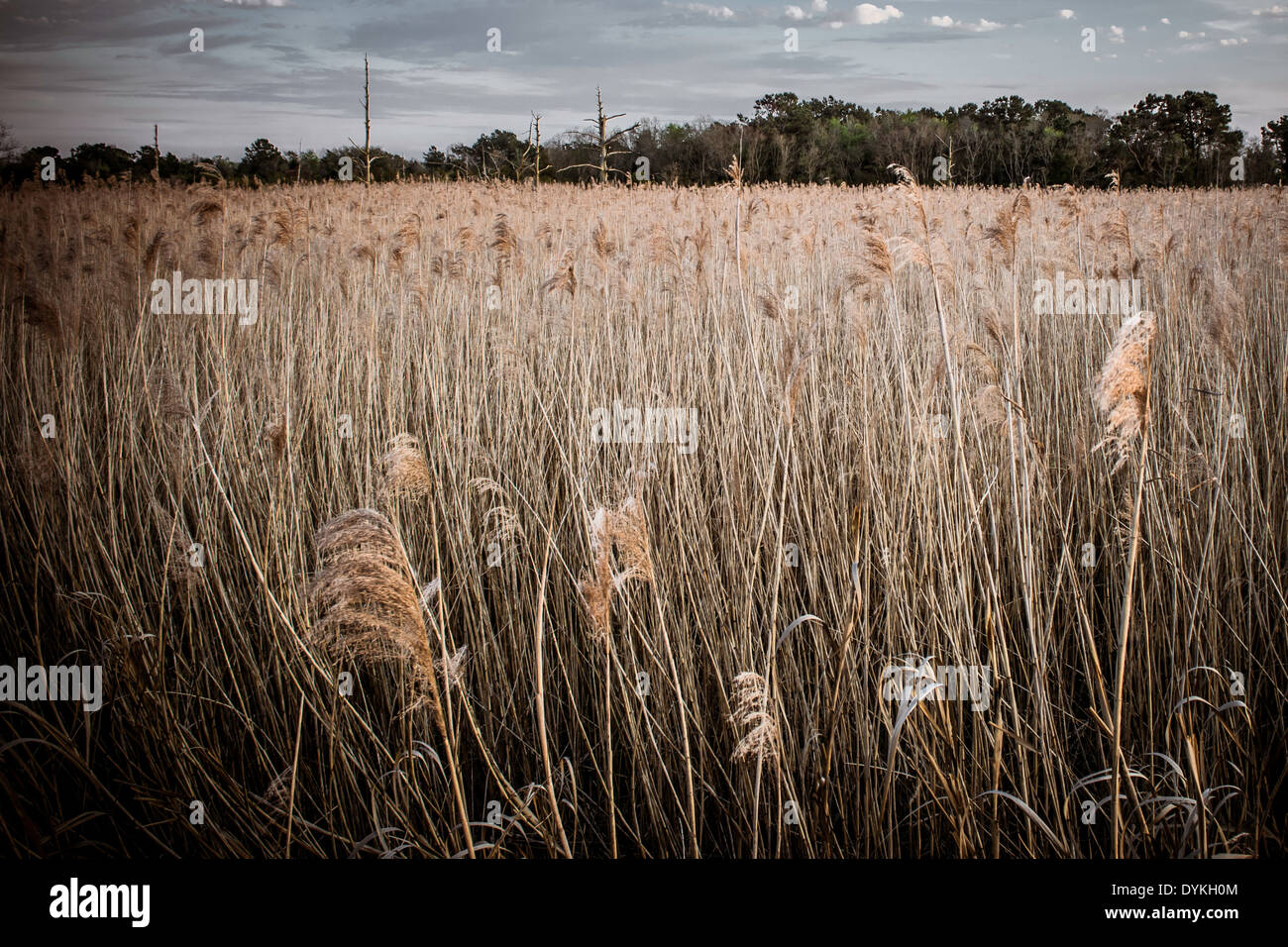 Grass field with trees hi-res stock photography and images - Alamy