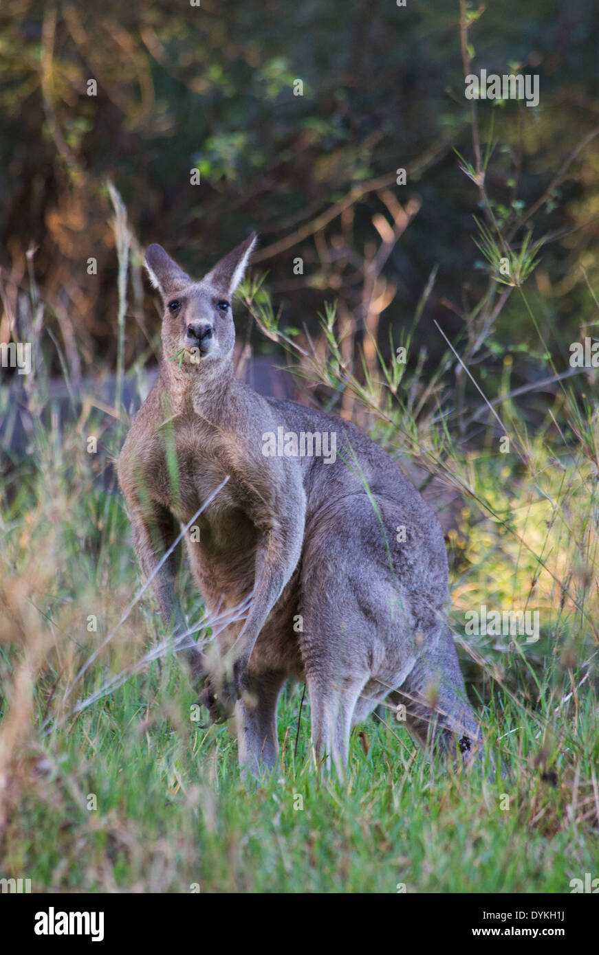 Kangaroo buck male hi-res stock photography and images - Alamy