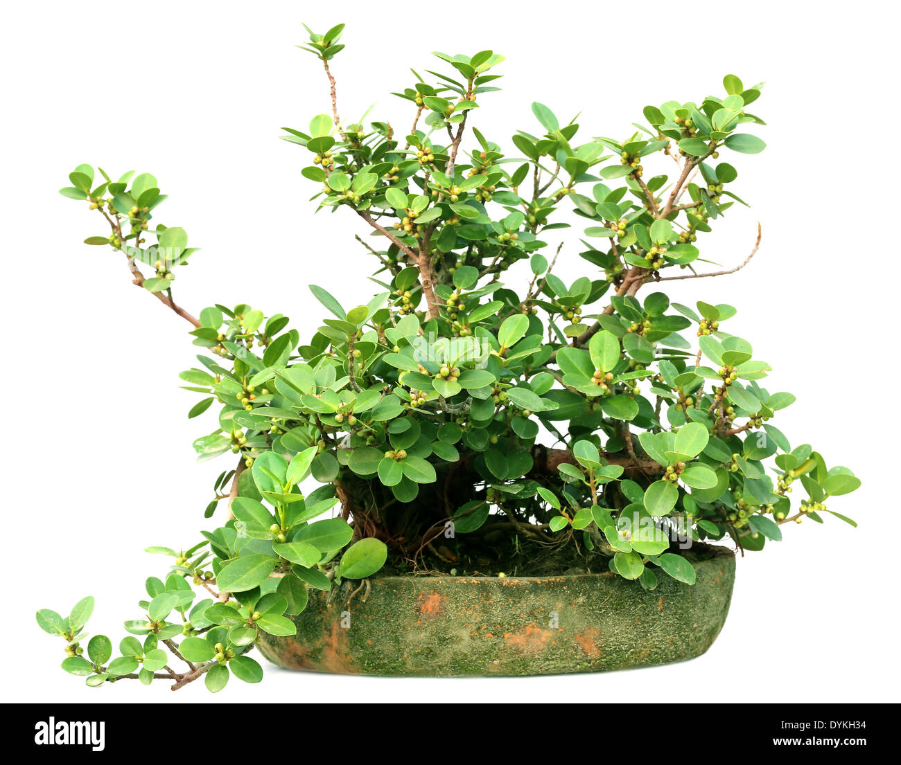 On a fig tree Cut Out Stock Images & Pictures - Alamy