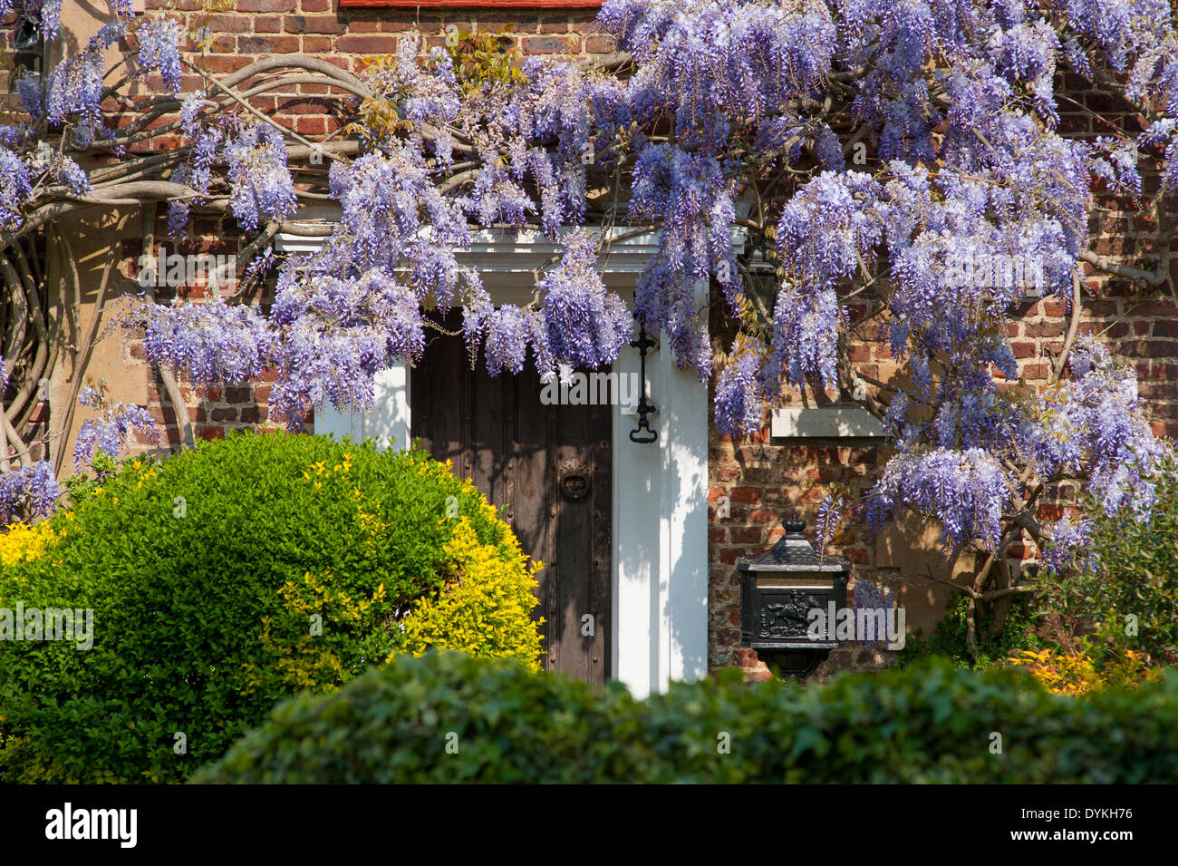 Ham Common, London, UK. 21st April 2014. Wisteria flowers draped over a ...