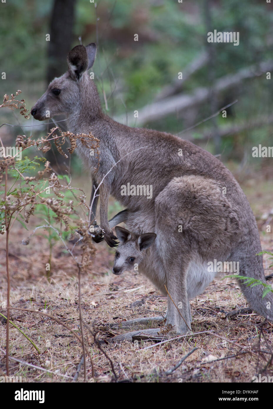 Eastern Grey Kangaroo, Macropus giganteus, Wollemi National Park, NSW, Australia Stock Photo - Alamy