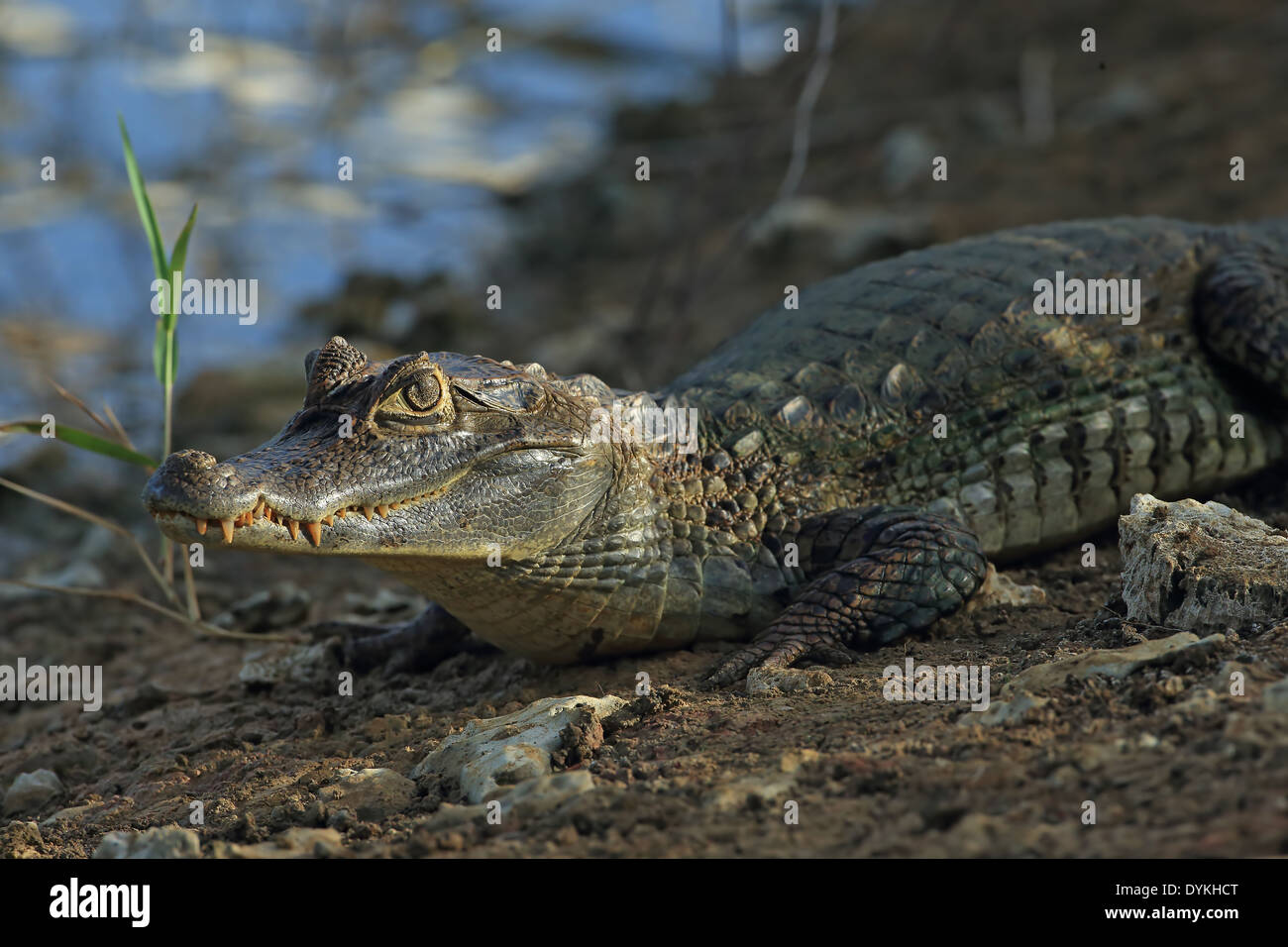 Spectacled Caiman (Caiman crocodilus crocodilus Stock Photo - Alamy