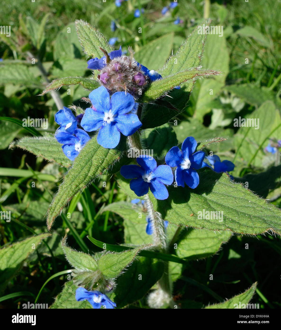 Green Alkanet ( Pentaglottis sempervirens ) In Flower Stock Photo - Alamy