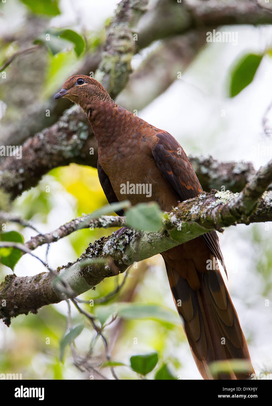 Cuckoo dove hi-res stock photography and images - Alamy