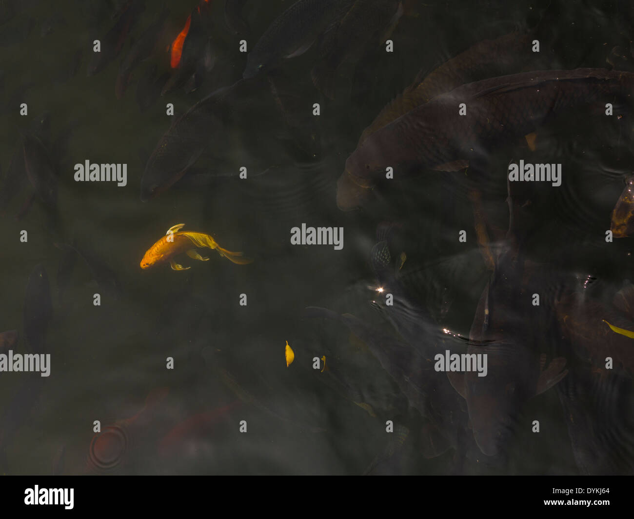 Fish in a Koi pond in Taiwan, Asia Stock Photo - Alamy