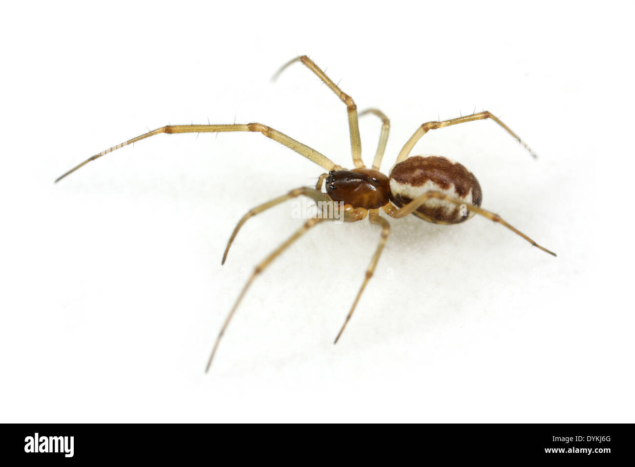 Female Neriene peltata spider, part of the family Linyphiidae ...