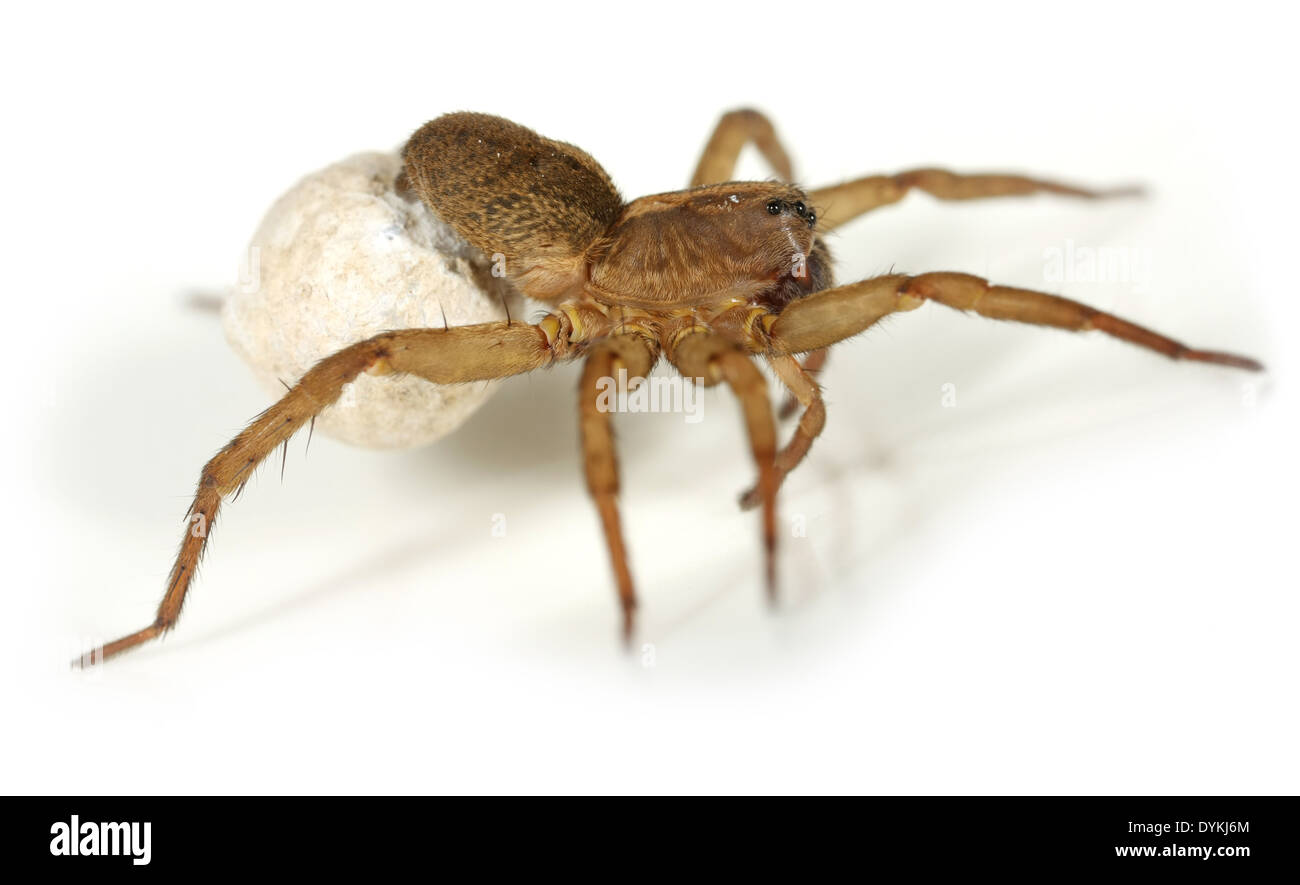 Female wolf spider family lycosidae Cut Out Stock Images & Pictures - Alamy