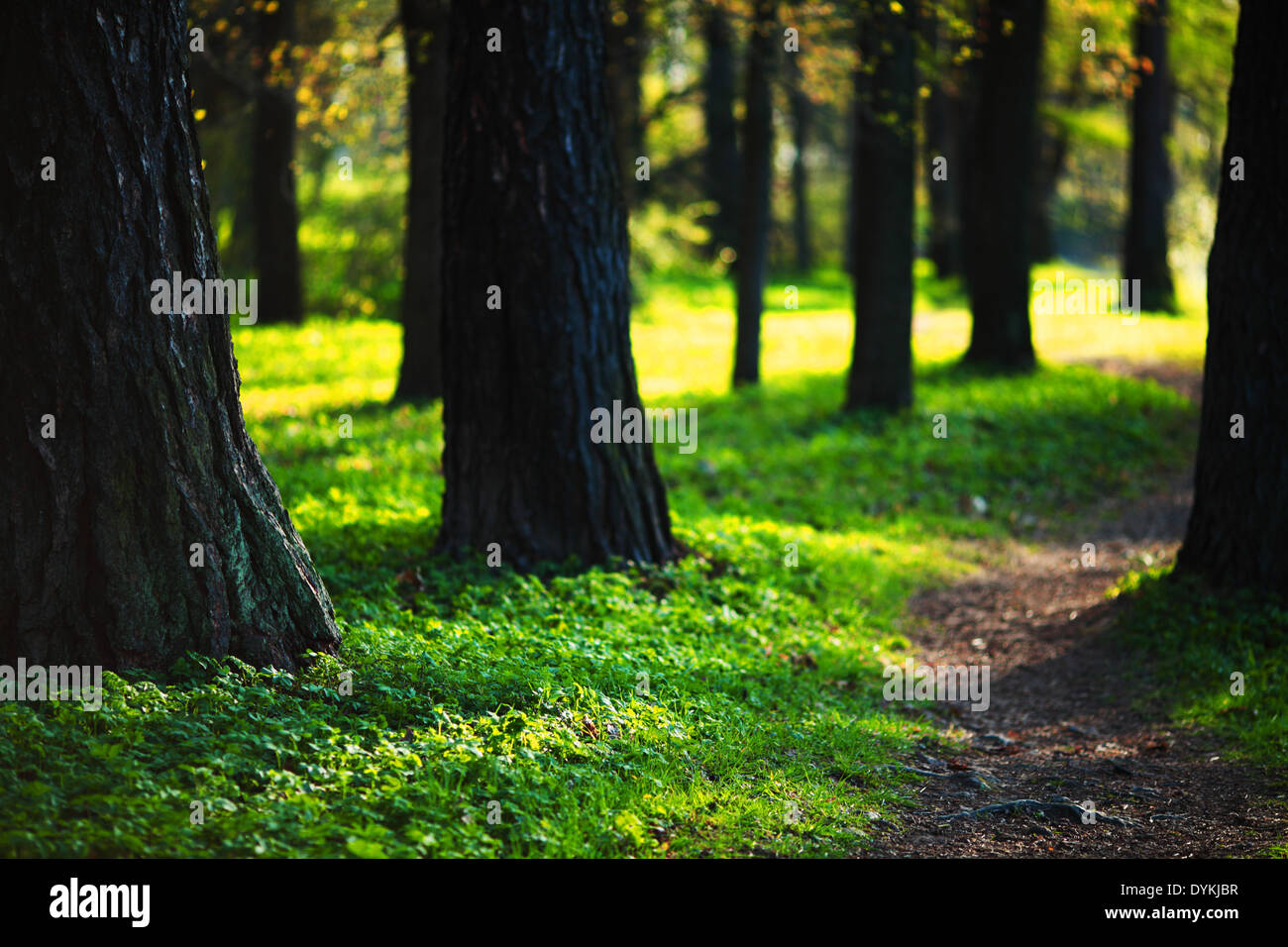 Spring Park nature background Stock Photo - Alamy