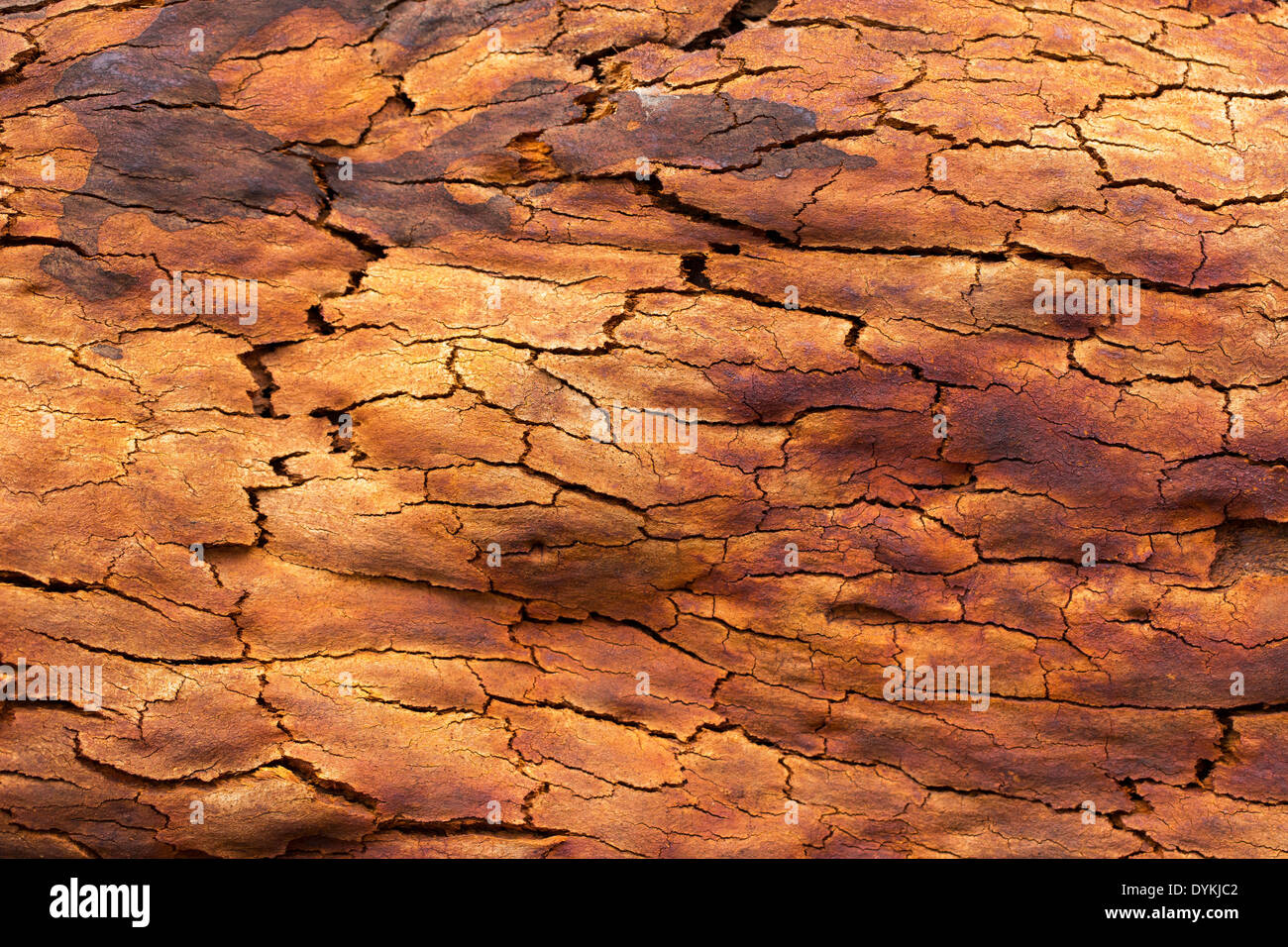 Beautiful colours and patterns on tree bark after a bush fire, Wollemi ...