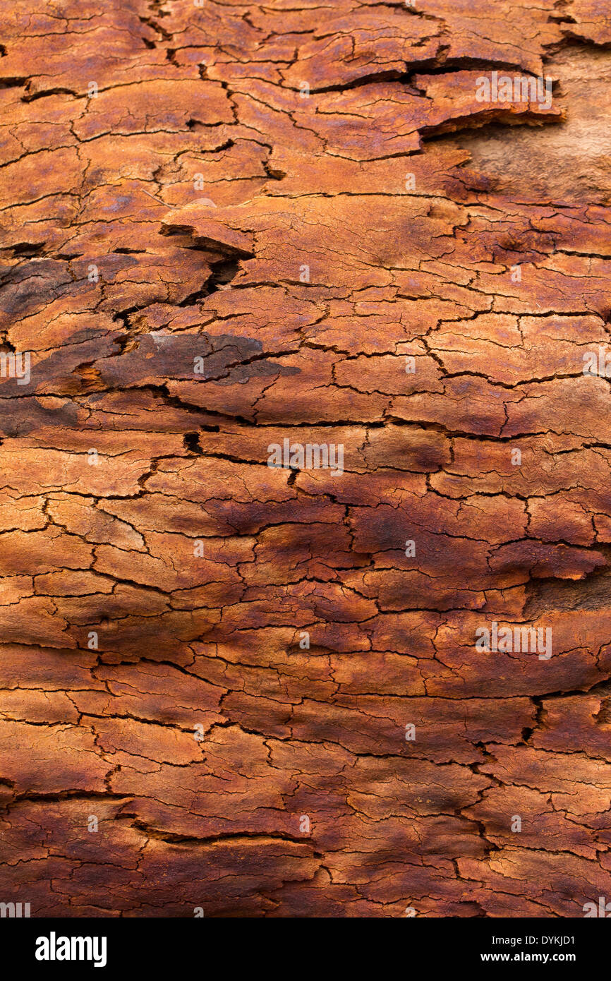 Beautiful colours and patterns on tree bark after a bush fire, Wollemi ...