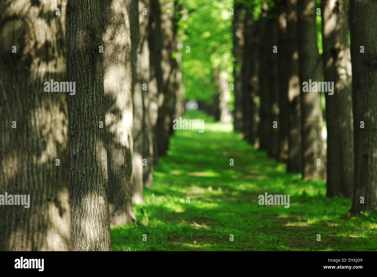 Spring Park nature background Stock Photo - Alamy