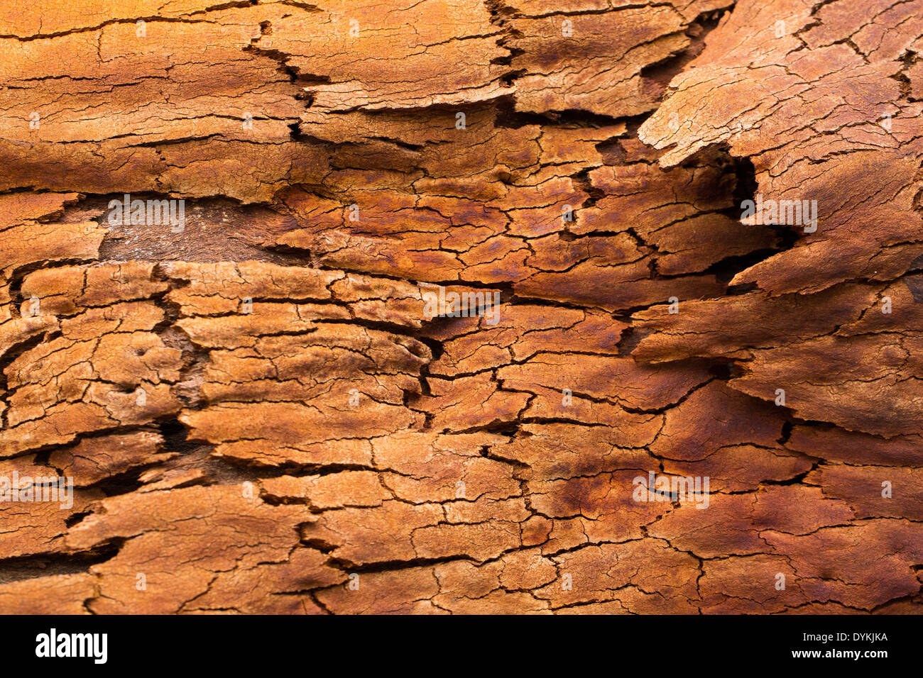 Beautiful colours and patterns on tree bark after a bush fire, Wollemi ...