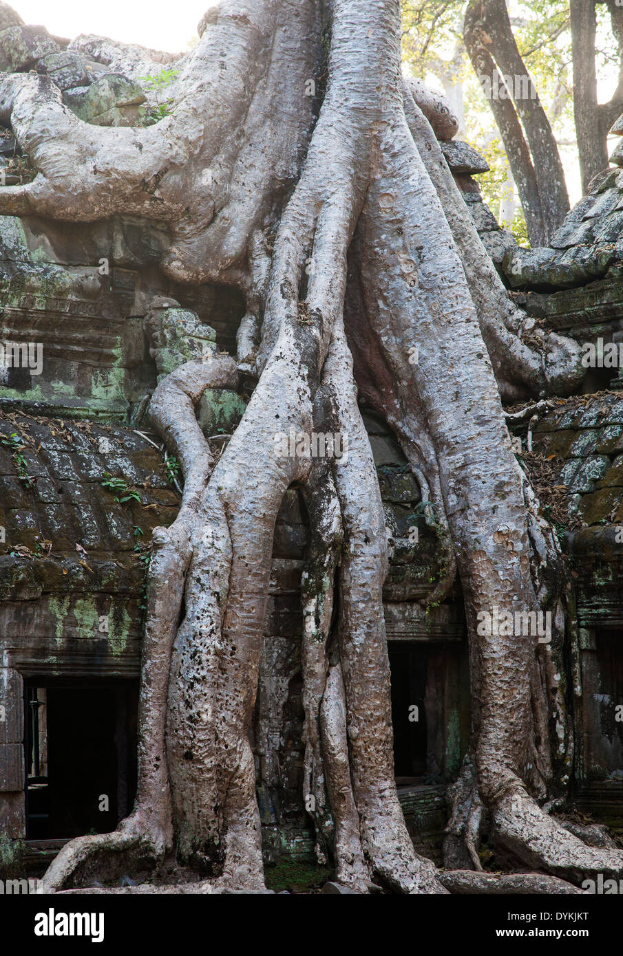 Tree root temple roof hi-res stock photography and images - Alamy