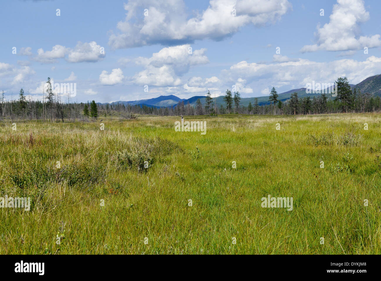 Northern landscape. Swampy plain under the blue sky with rare trees and ...
