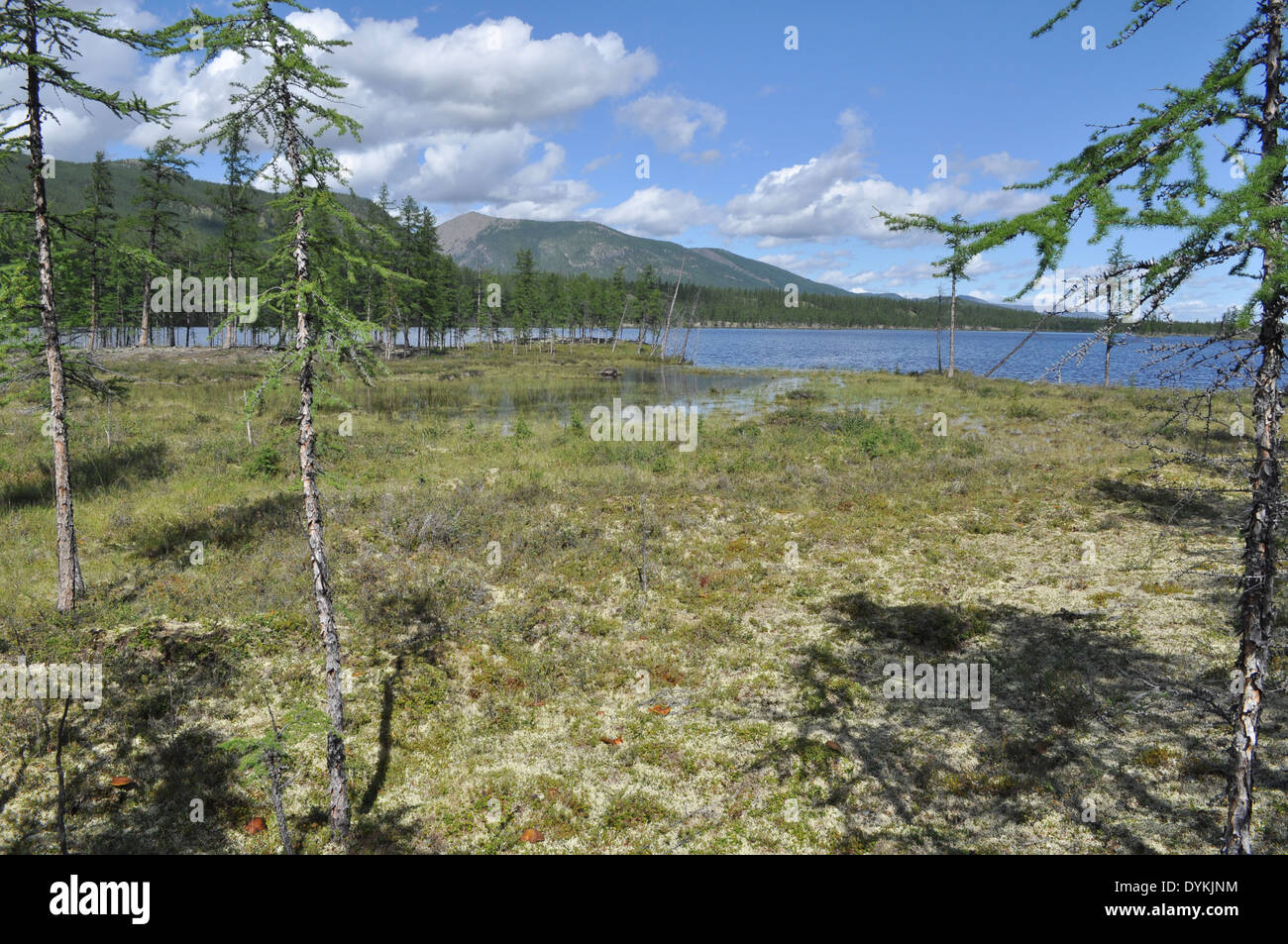 Water summer landscape surrounding the river Suntar in the Highlands of ...