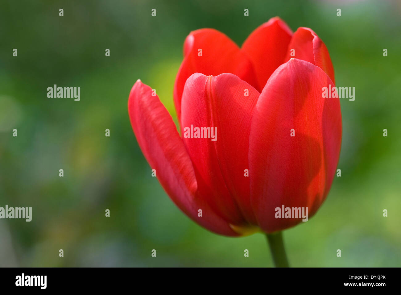 Shining tulips hi-res stock photography and images - Alamy