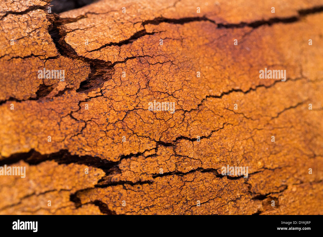 Beautiful colours and patterns on tree bark after a bush fire, Wollemi ...