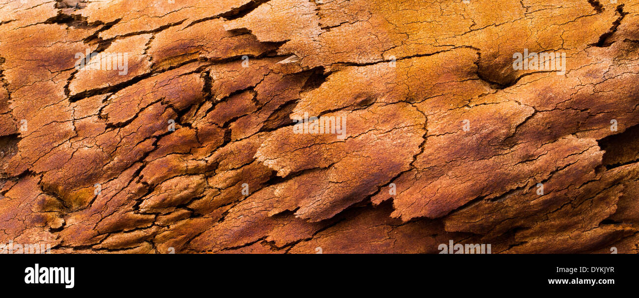 Beautiful colours and patterns on tree bark after a bush fire, Wollemi ...