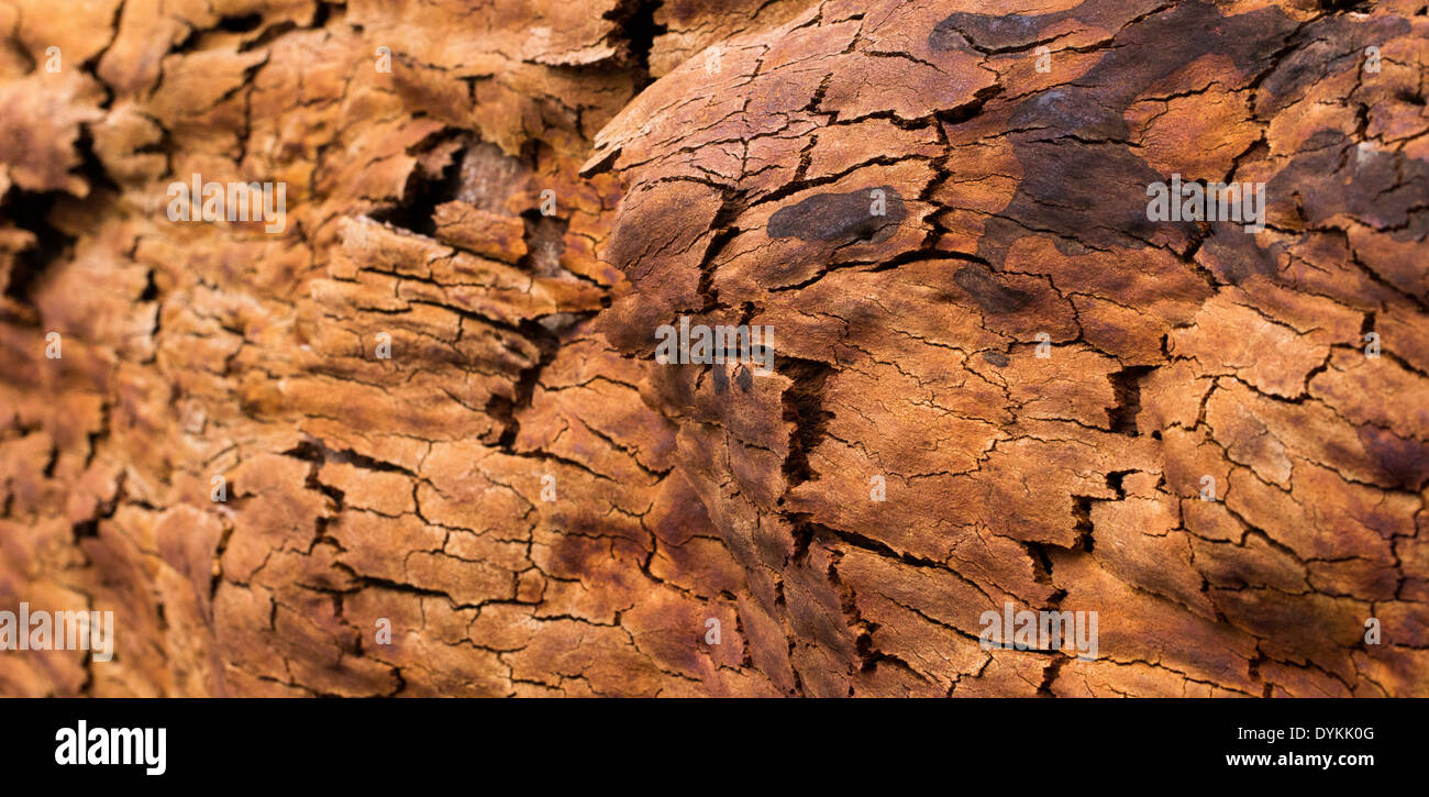 Beautiful colours and patterns on tree bark after a bush fire, Wollemi ...
