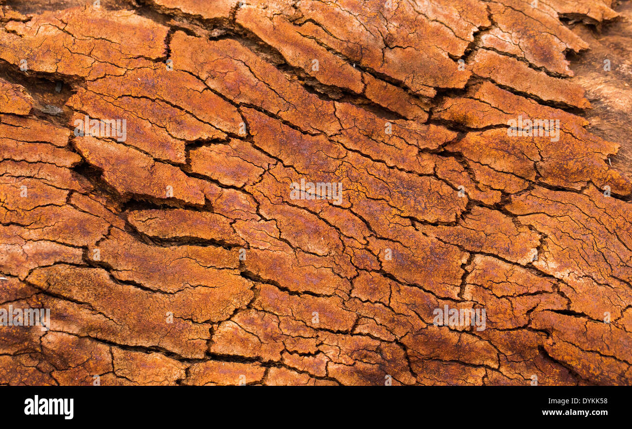 Beautiful colours and patterns on tree bark after a bush fire, Wollemi ...