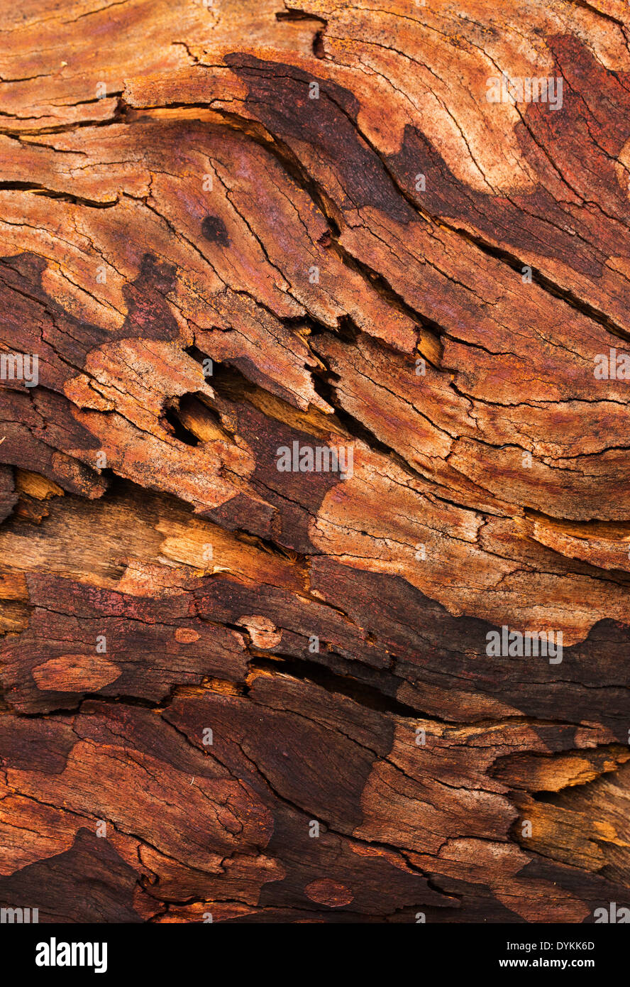 Beautiful colours and patterns on tree bark after a bush fire, Wollemi ...