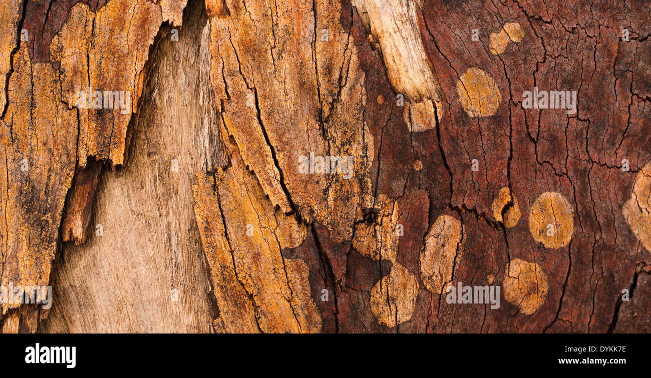 Burnt tree hi-res stock photography and images - Alamy