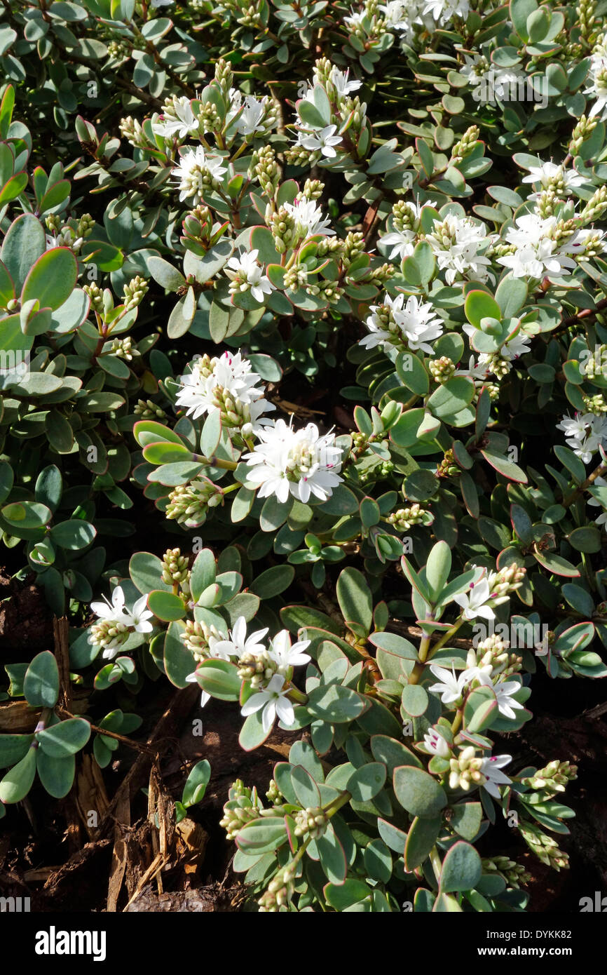 Hebe albicans 'Red Edge' in Flower Stock Photo - Alamy