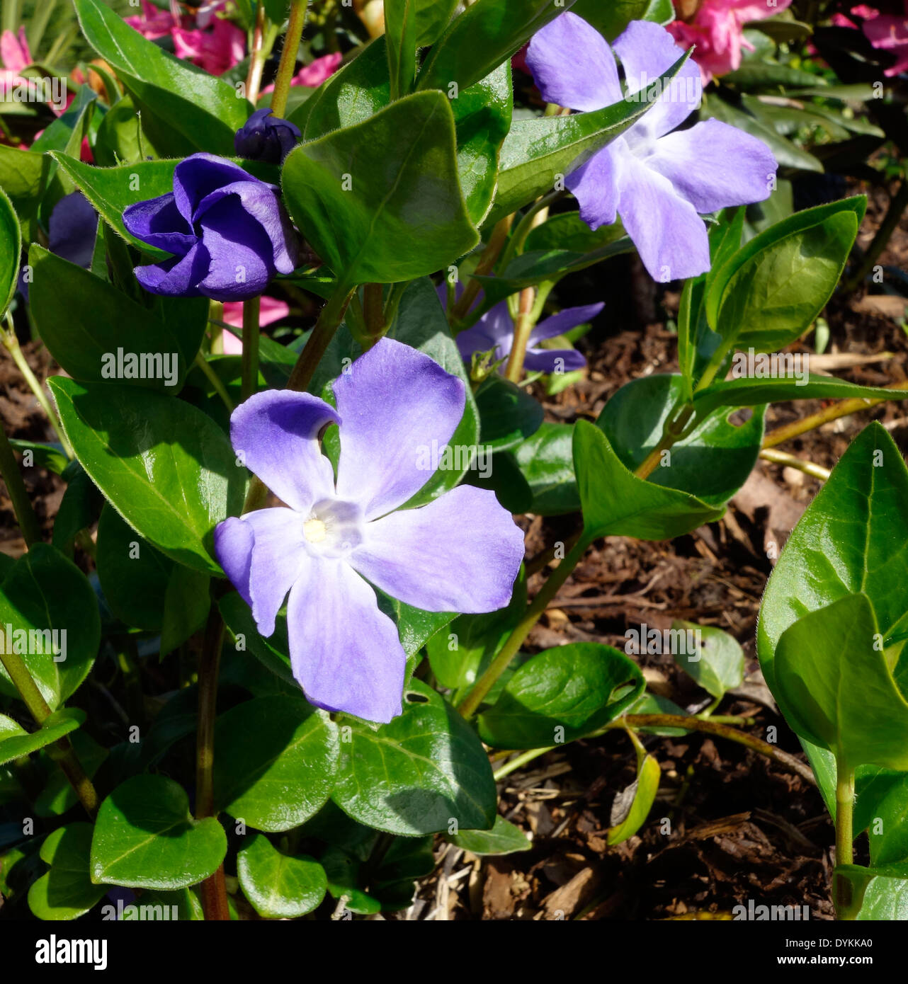 Vinca Plants High Resolution Stock Photography and Images - Alamy