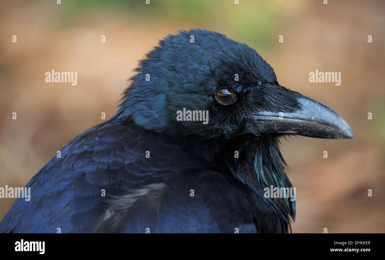 Australian Raven, Corvus coronoides, Royal National Park, NSW ...