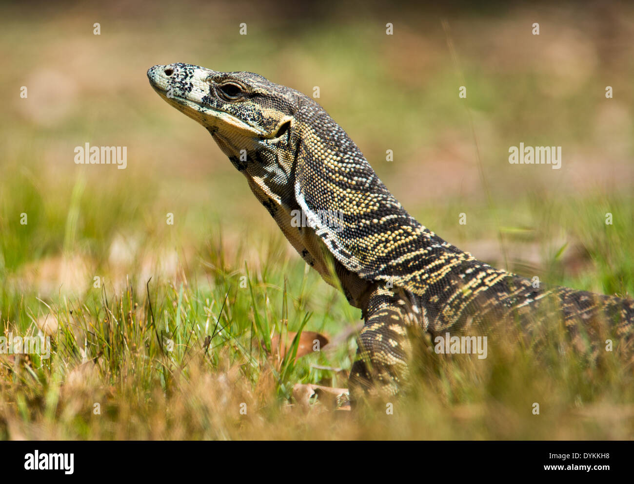 Monitor lizard animal hi-res stock photography and images - Alamy