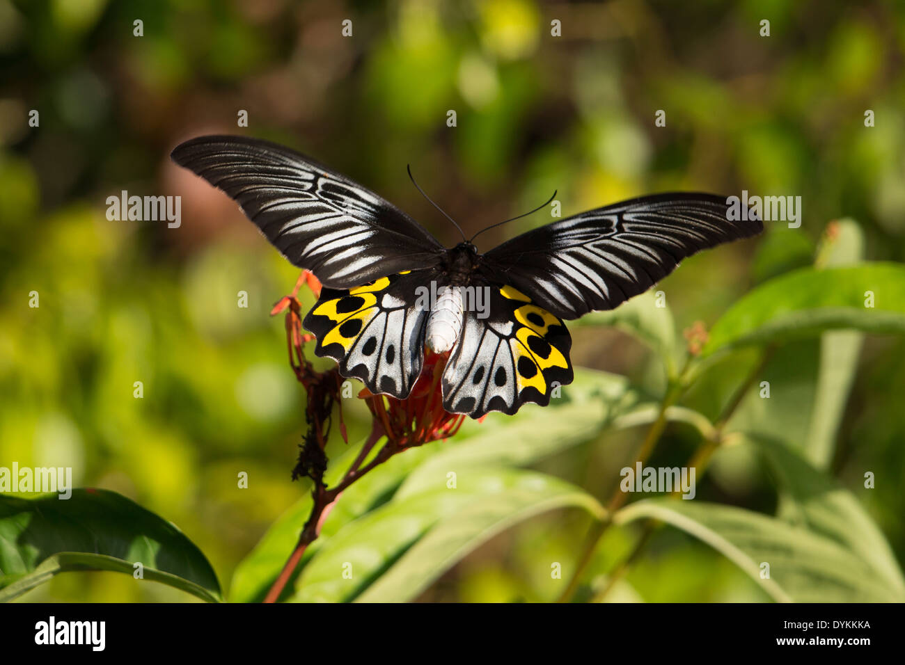 Butterfly at the Kungkungan Bay Resort in North Sulawesi, Indonesia ...