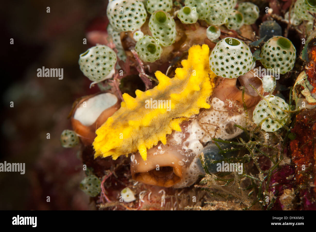 Yellow Sea Cucumber (Colochirus robustus) in the Lembeh Strait off ...