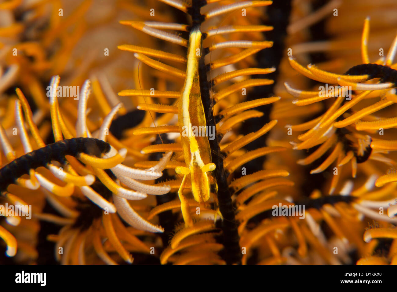 Twin-stripe Crinoid Shrimp (Periclimenes affinis) on a crinoid in the ...