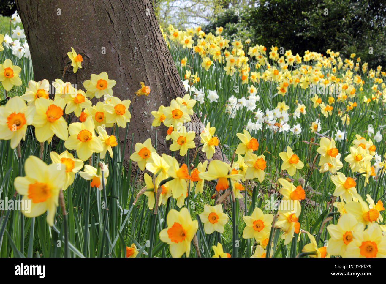 Spring flowers in Pembroke Lodge Richmond Park Surrey UK Stock Photo ...