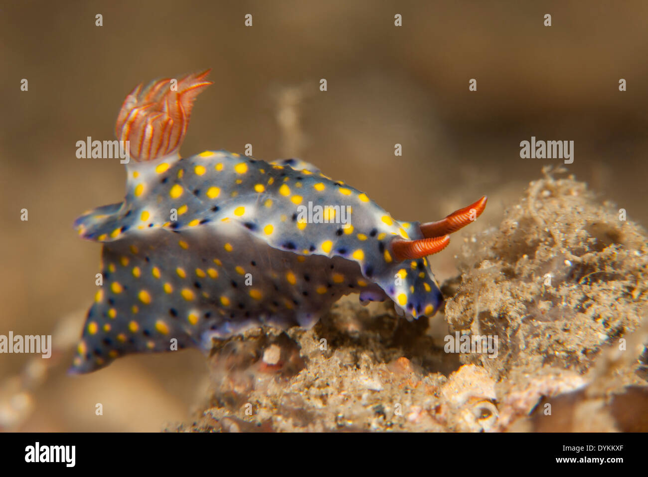 Hypselodoris infucata hi-res stock photography and images - Alamy