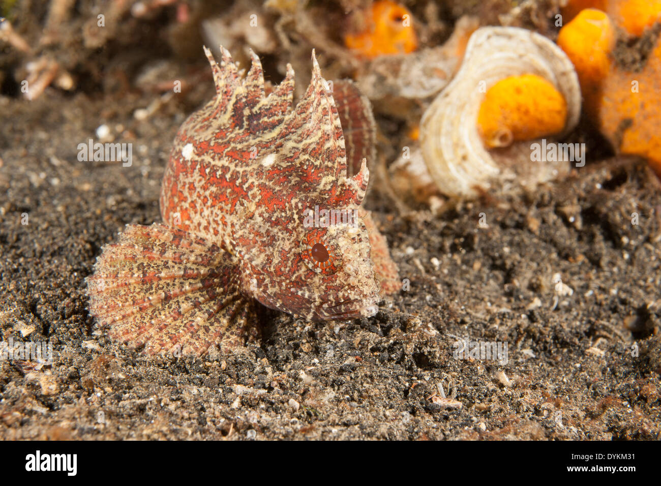 Longspine waspfish hi-res stock photography and images - Alamy
