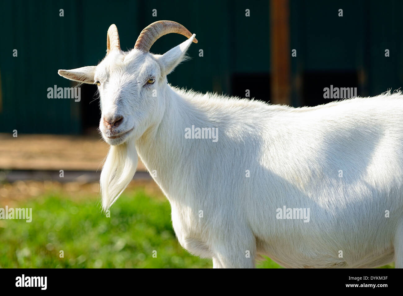 Ziegenbock hi-res stock photography and images - Alamy