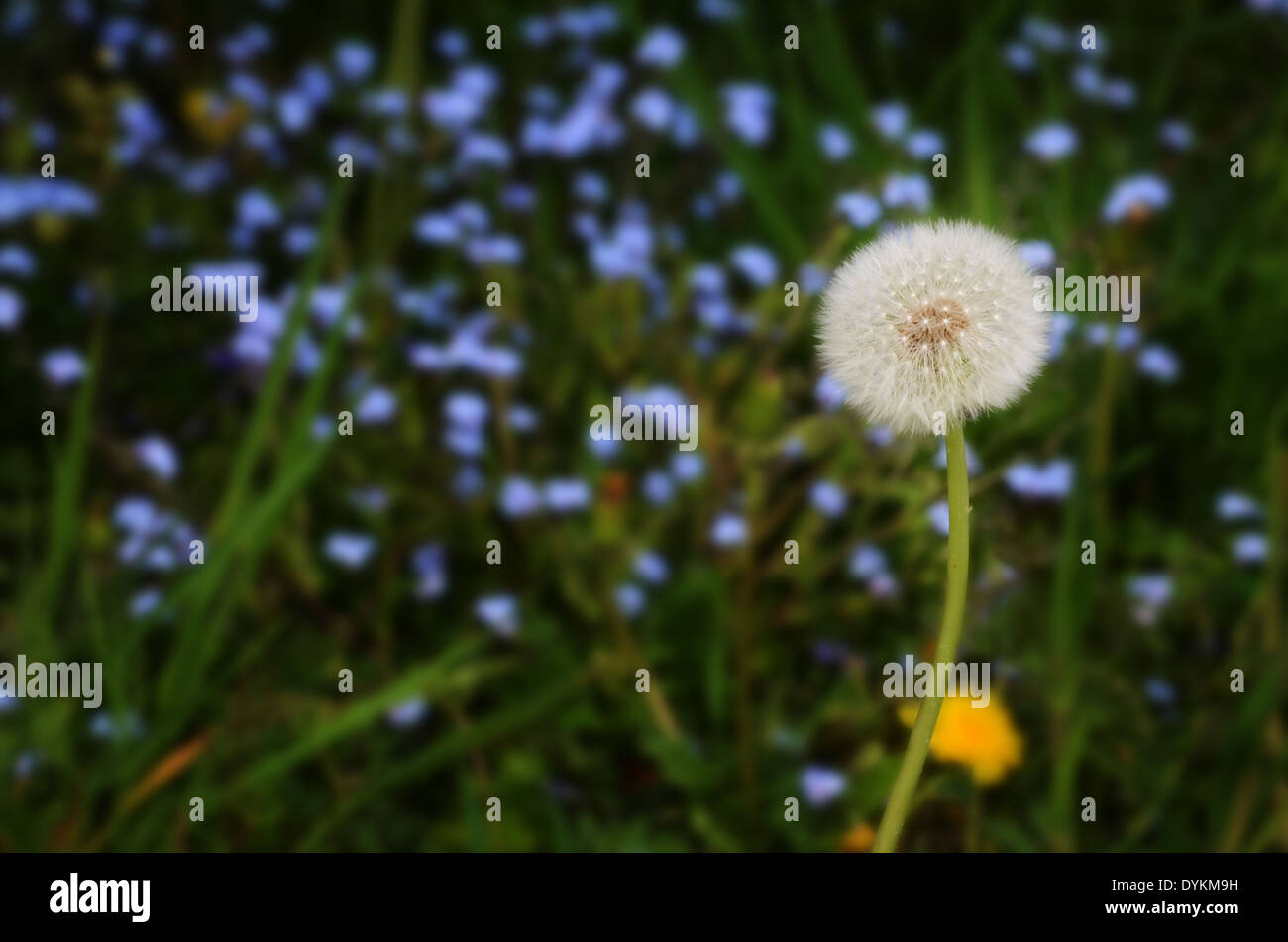 Dandelion blooming taraxacum officinalis hi-res stock photography and ...