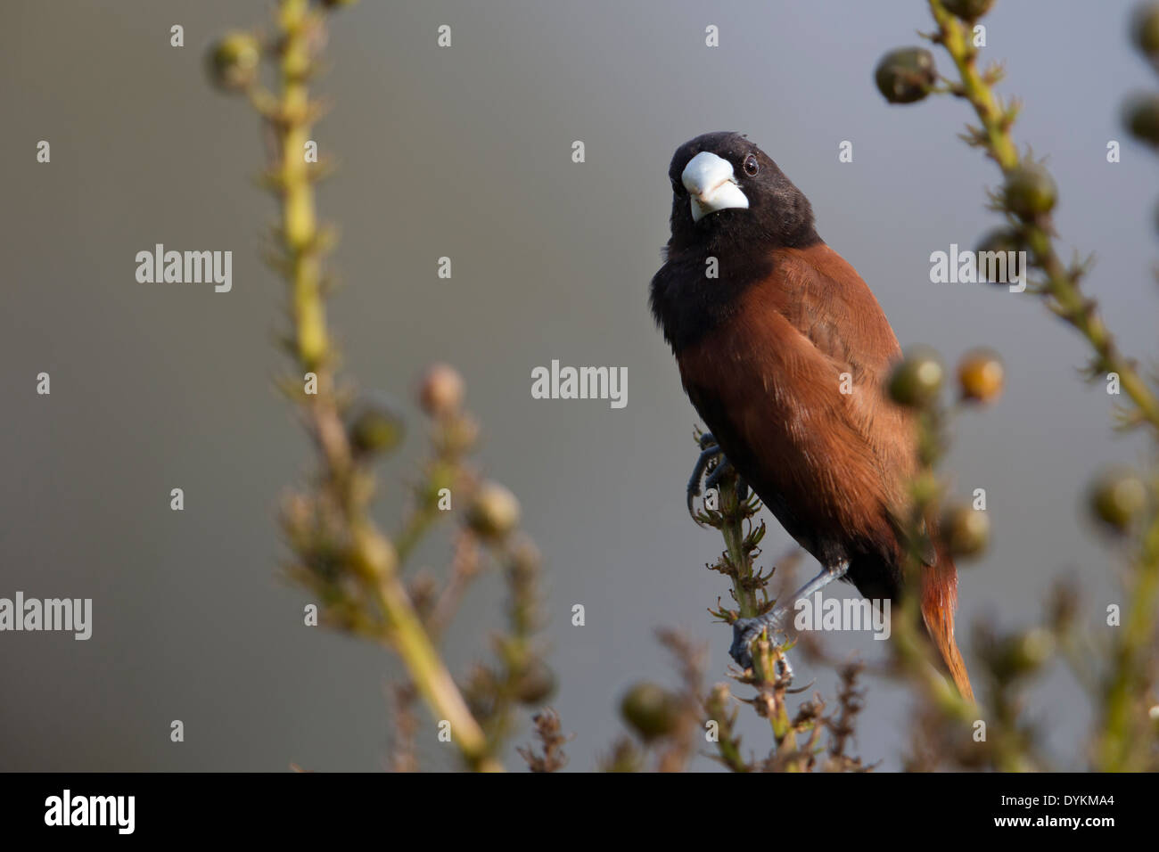 Chestnut munia hi-res stock photography and images - Alamy