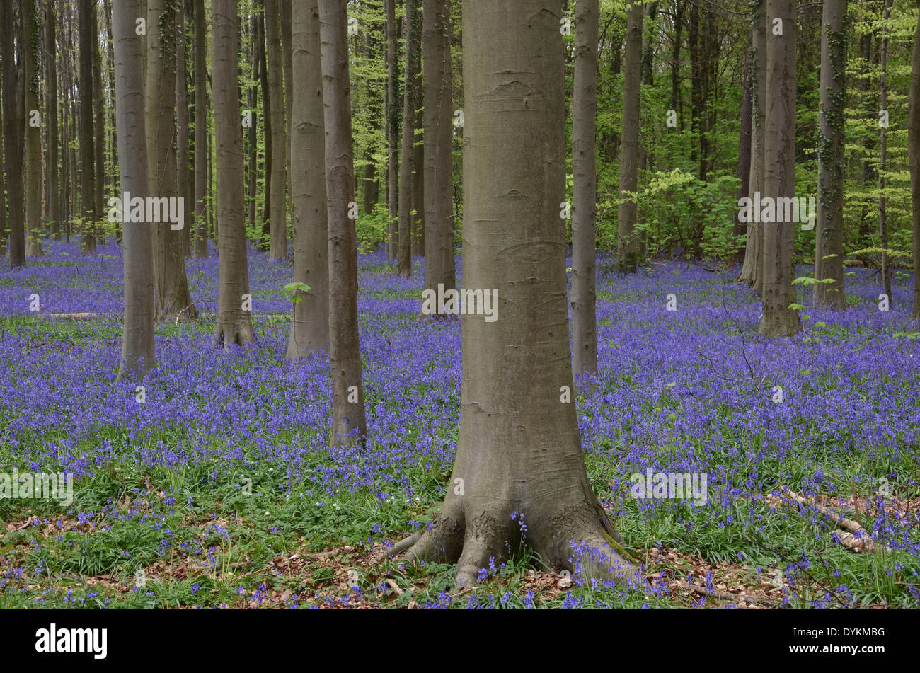 European Beech Forest with Bluebells, Hallerbos, Halle, Flemish Brabant ...