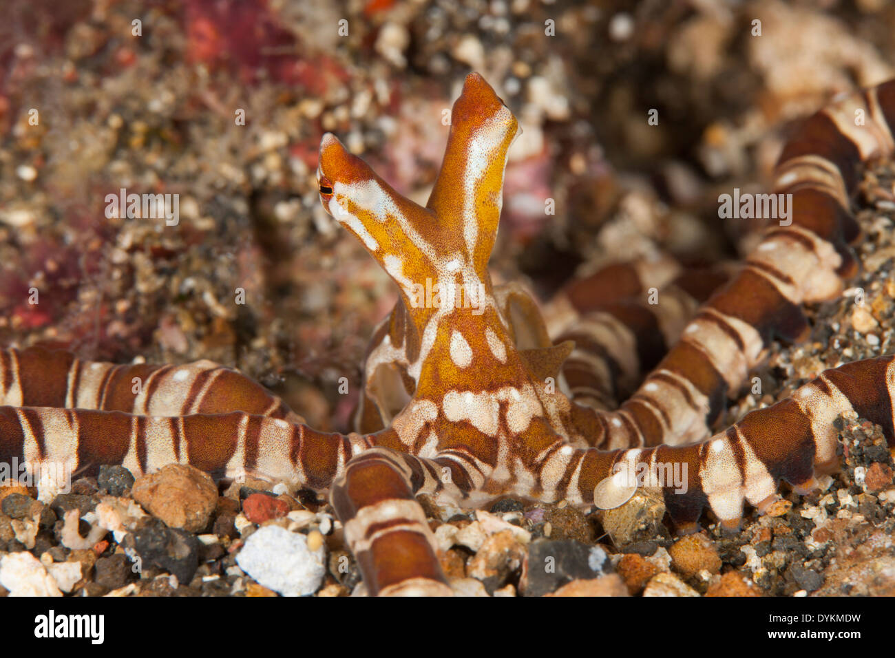 Wunderpus (Wunderpus photogenicus) in the Lembeh Strait off North ...
