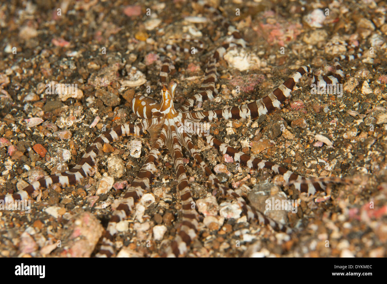 Wunderpus (Wunderpus photogenicus) in the Lembeh Strait off North ...
