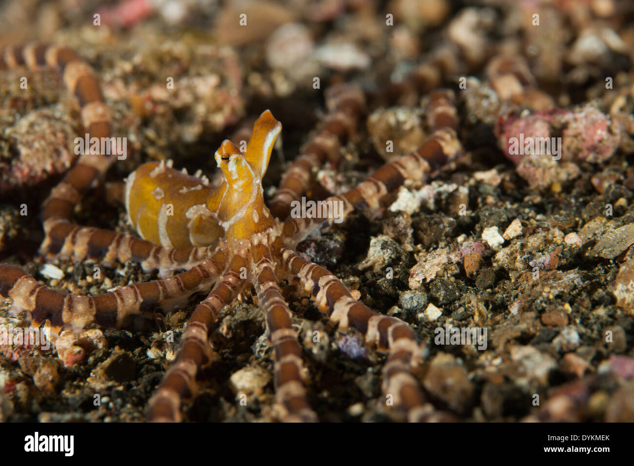 Wunderpus (Wunderpus photogenicus) in the Lembeh Strait off North ...