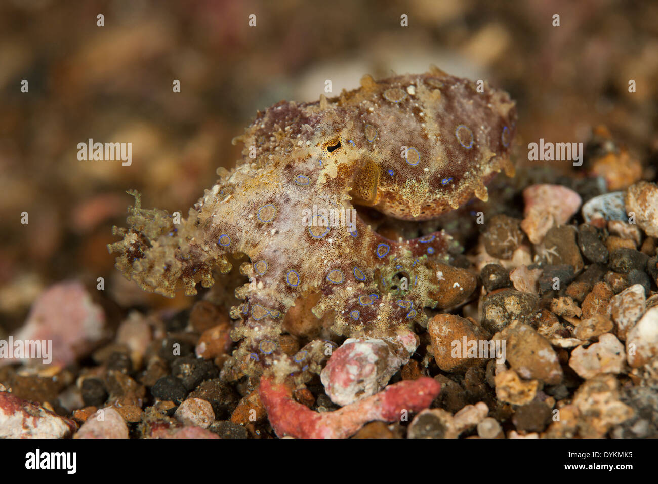 Greater Blue-ringed Octopus (Hapalochlaena lunulata), a tiny but highly ...