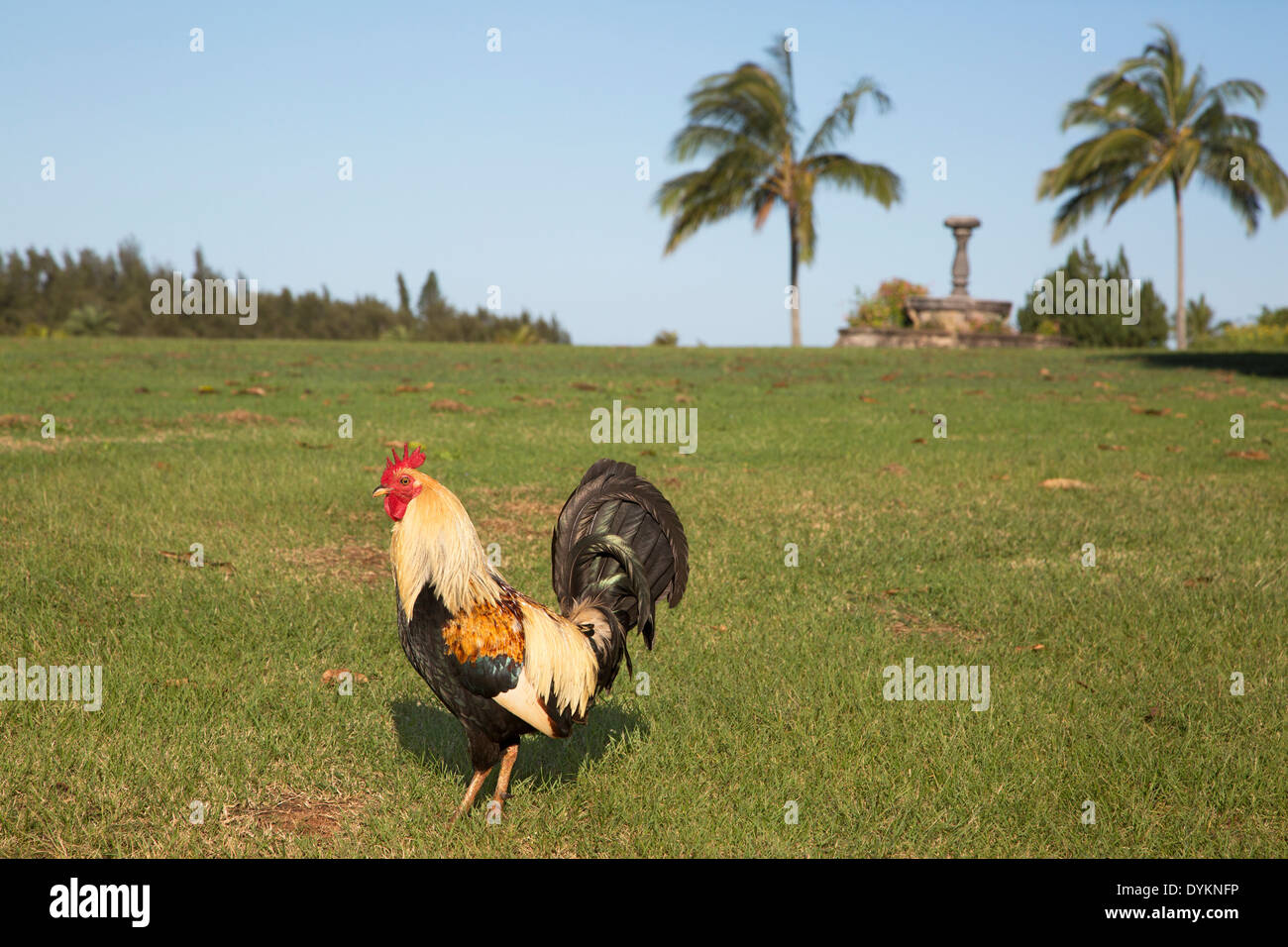 Wild rooster (Gallus gallus domesticus Stock Photo - Alamy