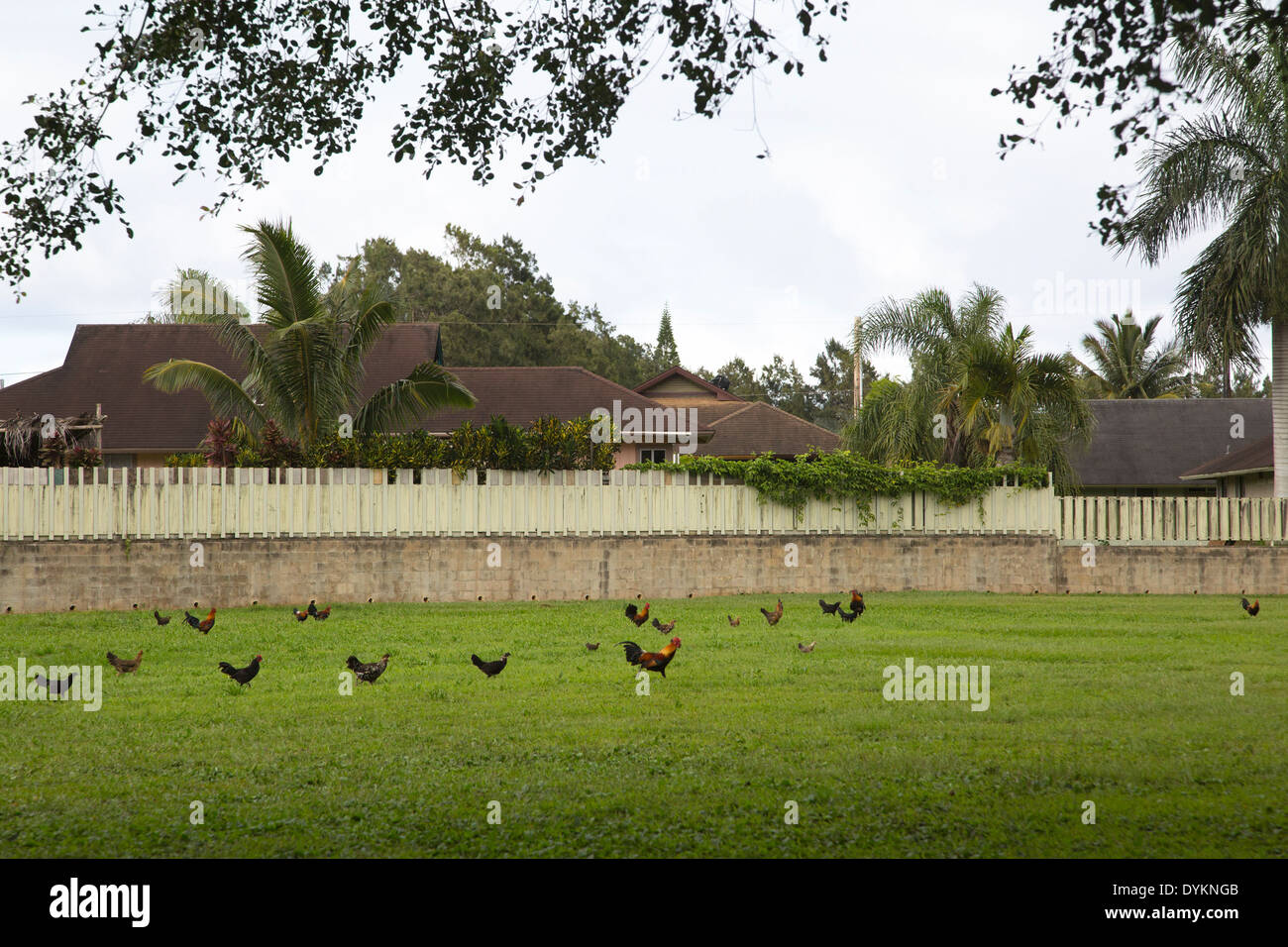 Running chickens hi-res stock photography and images - Alamy