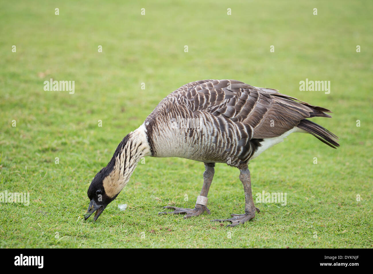 Nene Hawaiian Goose (Branta sandvicensis) grazing on grass Stock Photo ...