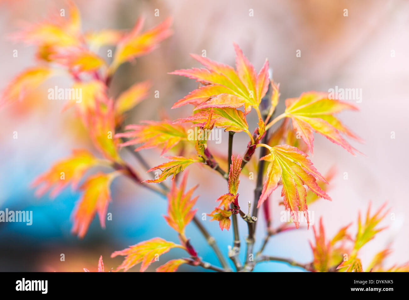 New Japanese Maple Leaf in spring Stock Photo - Alamy