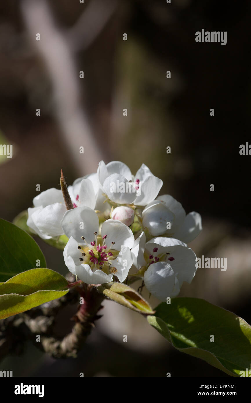 Plymouth pear flower (Pyrus, cordata) in spring sunshine Stock Photo ...